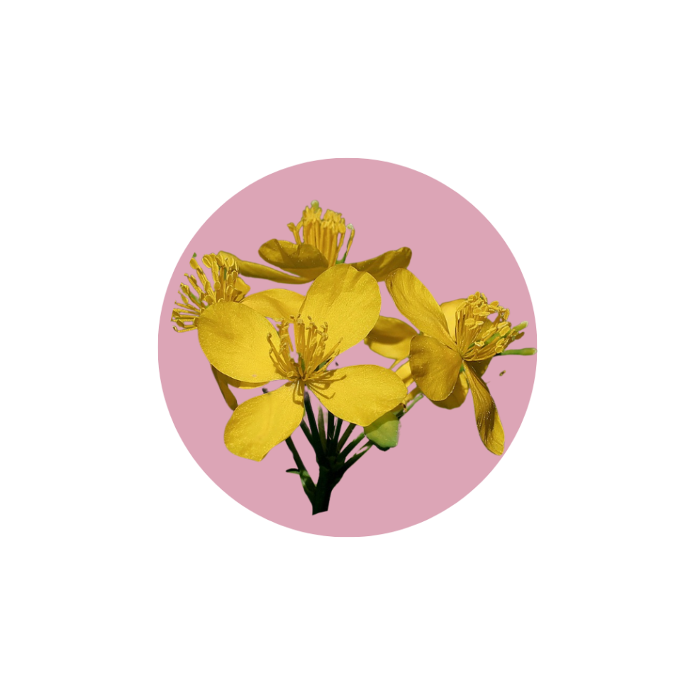 Kolodium Forte s ekstraktom rosopasa za uklanjanje bradavica, kurjih ...