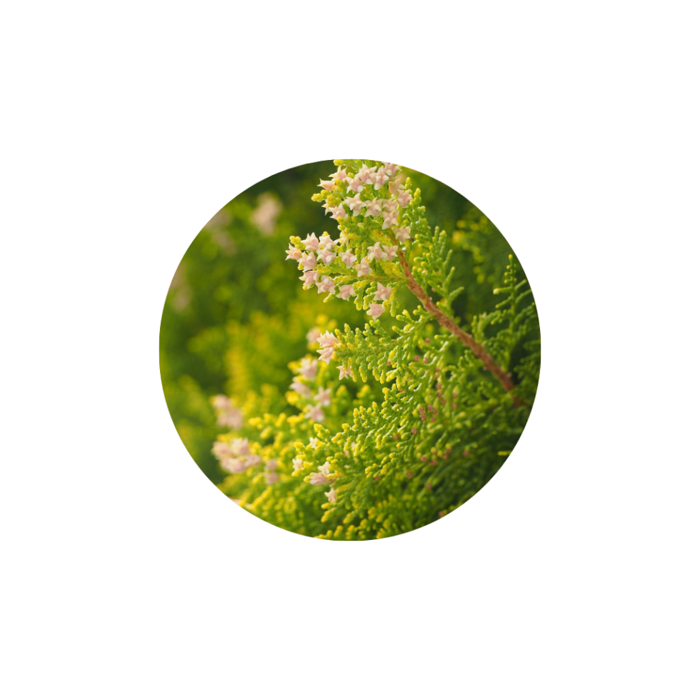 Kolodium Forte s ekstraktom rosopasa za uklanjanje bradavica, kurjih ...